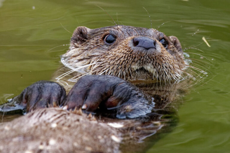 Animal EDventure Park & Safari - Florida Vacations, Travel & Tourism Guide