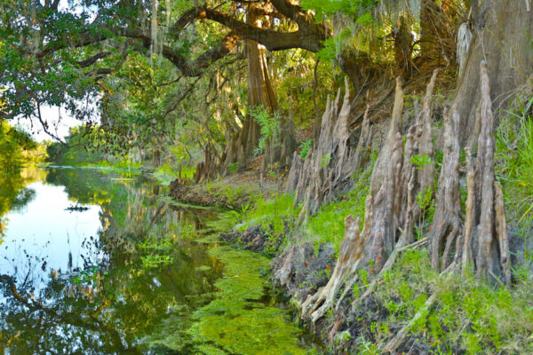 Fort Meade, Florida - Florida Vacations, Travel & Tourism Guide