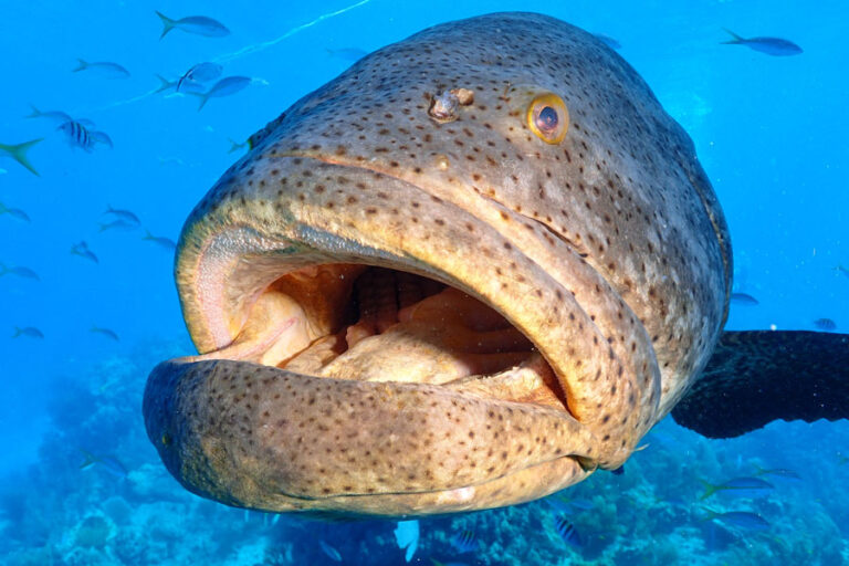 Looe Key Reef - Florida Vacations, Travel & Tourism Guide